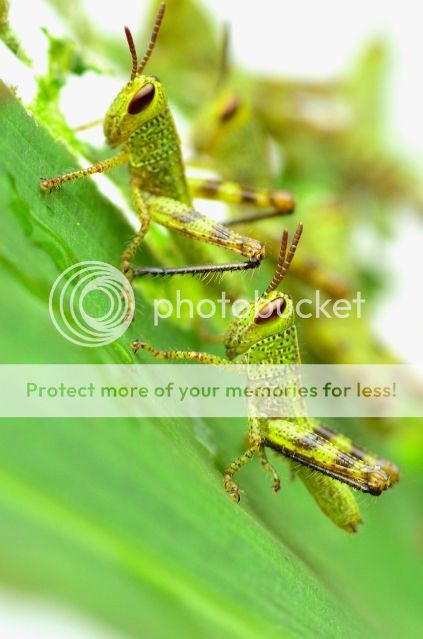 Grasshopper babies. | Avian Avenue Parrot Forum