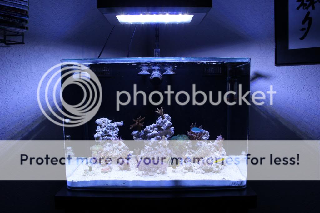 JBJ 30G Rimless cube - SPS - Reef Central Online Community