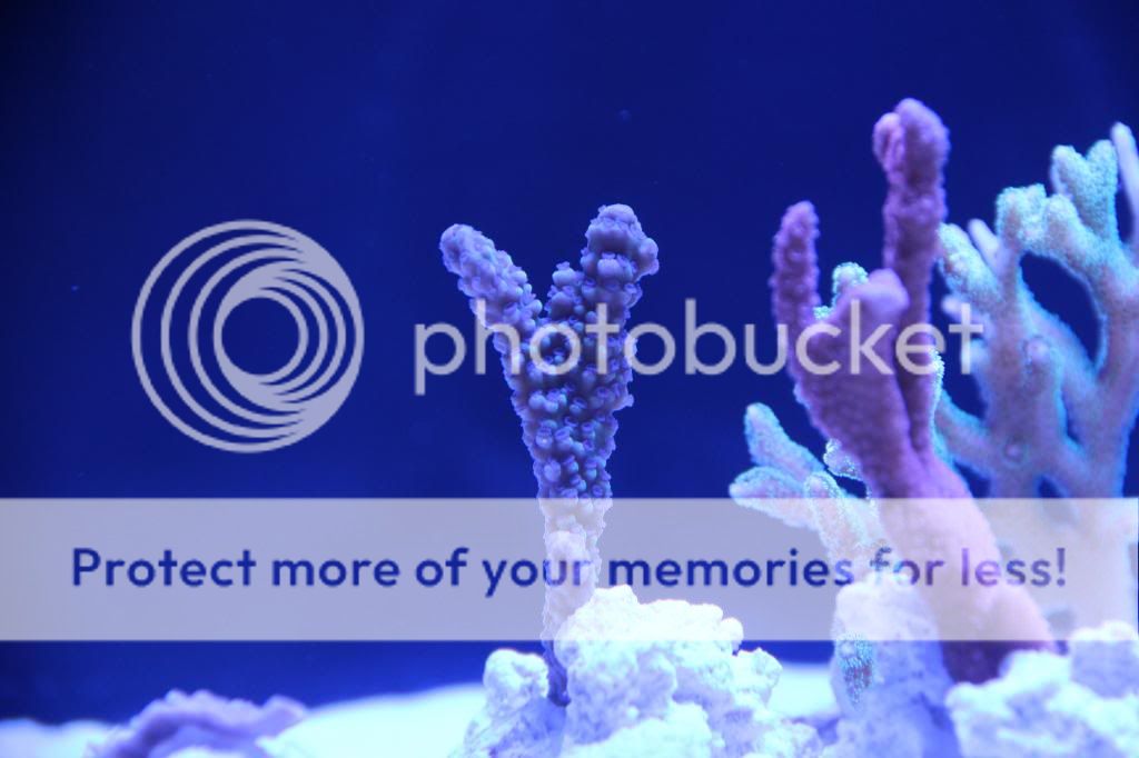 JBJ 30G Rimless cube - SPS - Reef Central Online Community