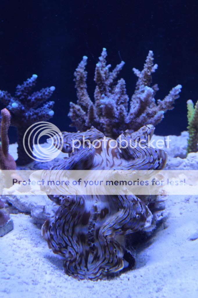 JBJ 30G Rimless cube - SPS - Reef Central Online Community