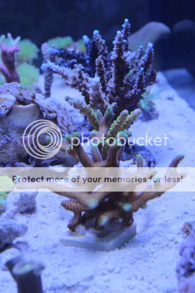 JBJ 30G Rimless cube - SPS - Reef Central Online Community